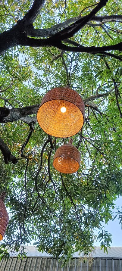 Hanging lamp at the tree stock photo. Image of lighting - 288928154