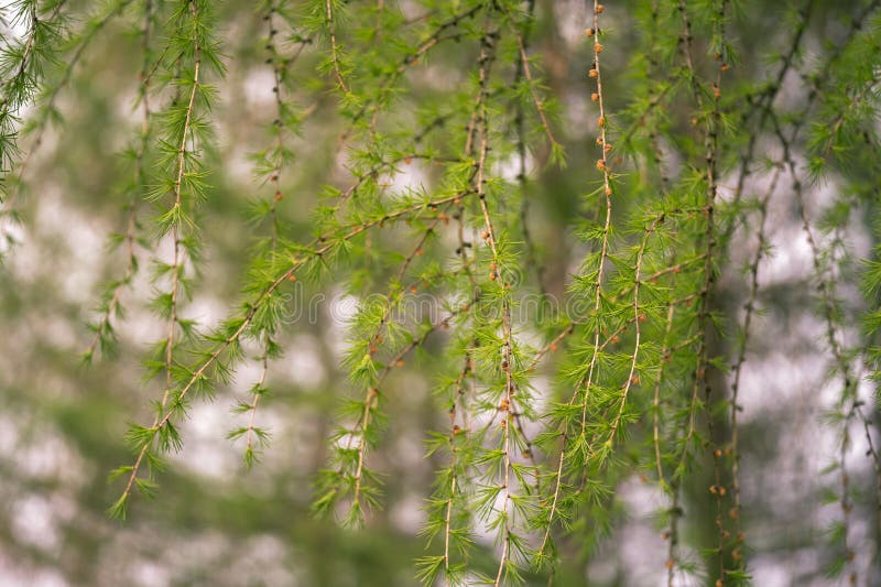 Hanging Larch Branches in the Soft Spring Light. Background Stock Image ...