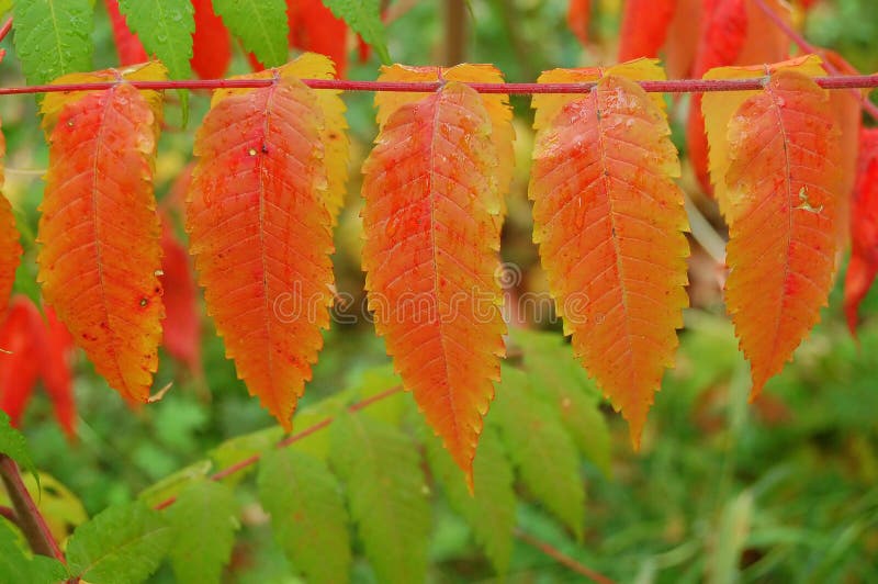 Hanging leaves stock photo. Image of orange, leaf, branch - 1147966