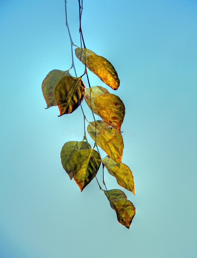 Hanging Leaves stock photo. Image of hanging, blue, vine - 2294060