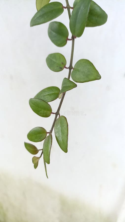 Hanging Leaves Climbing Over the Pot Stock Image - Image of leaves ...