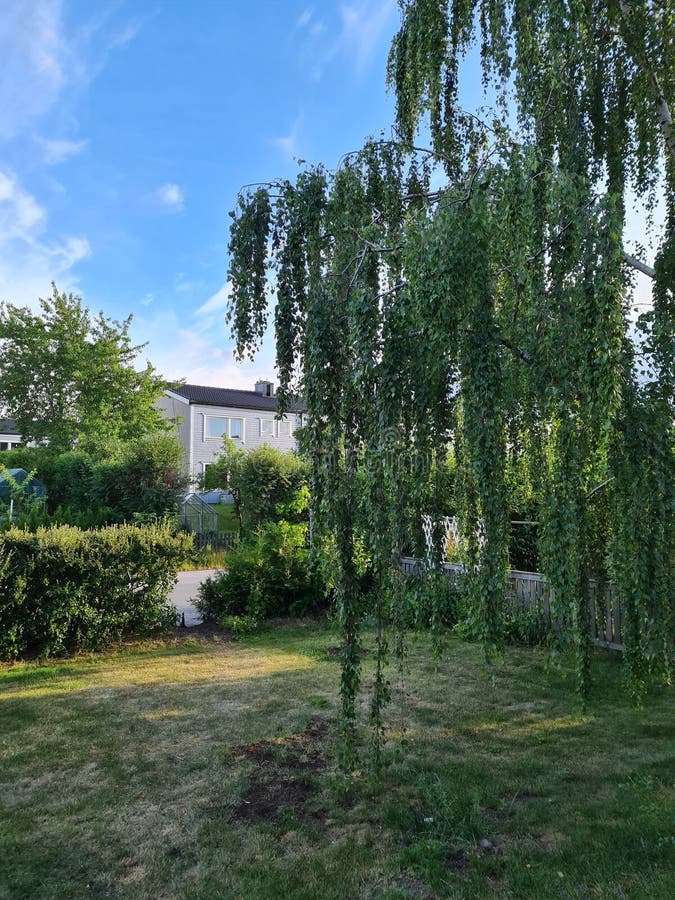 Hanging leaves from a tree stock image. Image of tree - 189003201