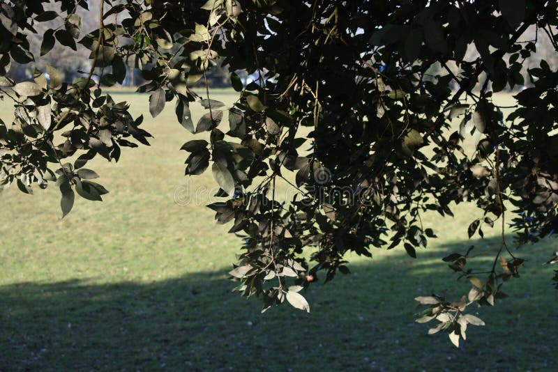 Hanging leaves from tree stock image. Image of leaves - 133940753