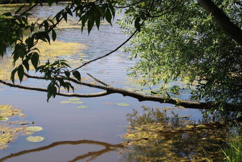 Hanging the Leaves of the Tree Over the Water Stock Image - Image of ...