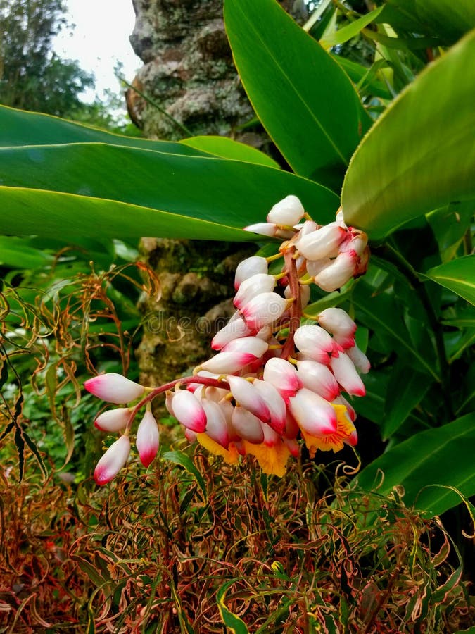 Hanging Lilies stock image. Image of white, lilies, hanging - 122320955