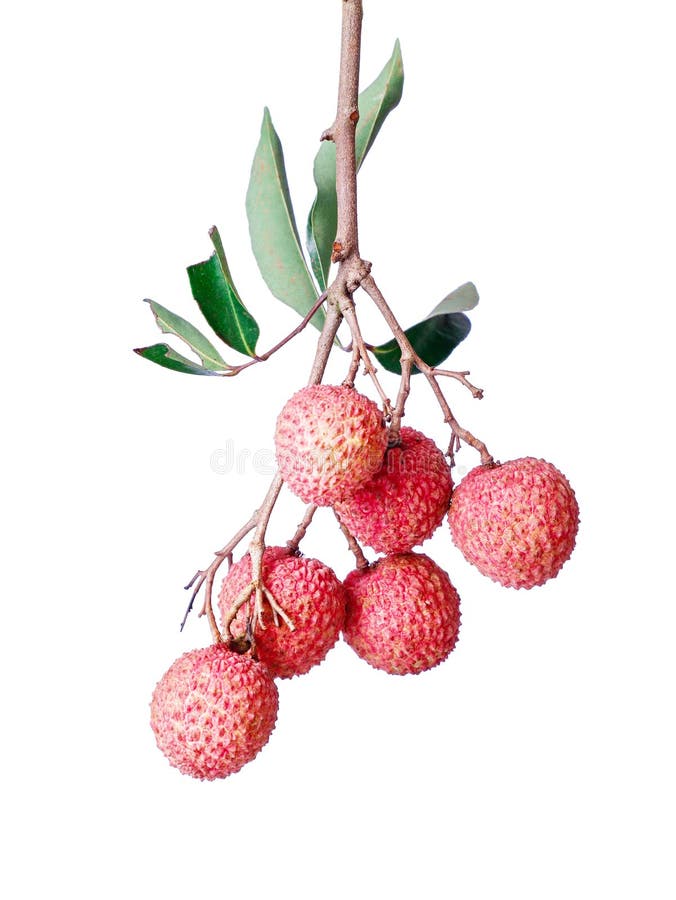 Hanging Litchi on White Background Stock Image - Image of fruit ...