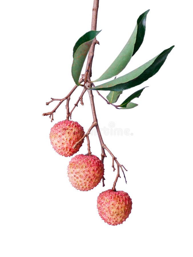Hanging Litchi on White Background Stock Image - Image of fruit ...