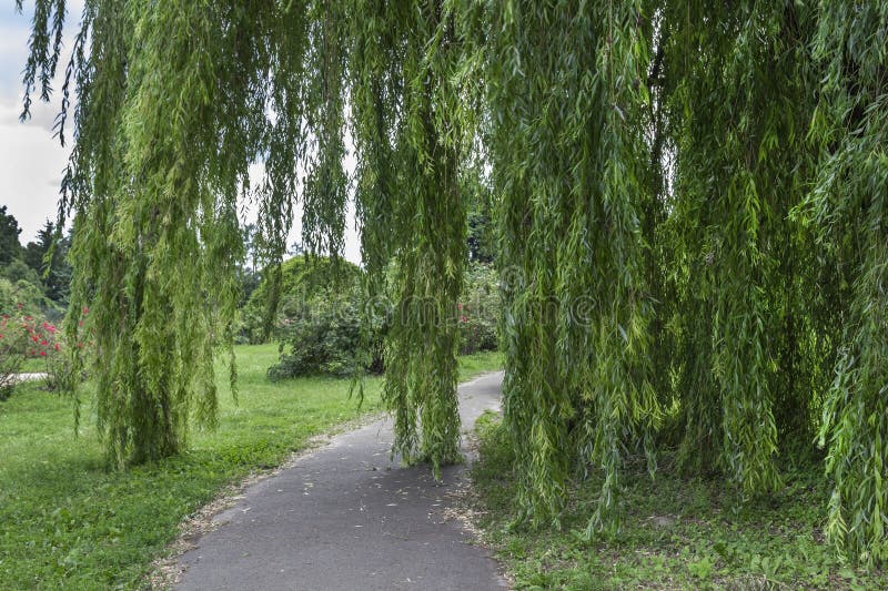 Hanging Long Willow Branches Over a Path in the Park. Green Meadow with ...