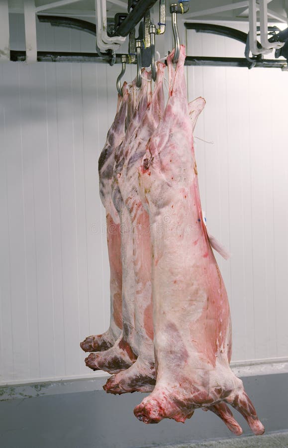 Hanging meat stock image. Image of meal, butcher, processing - 25078155