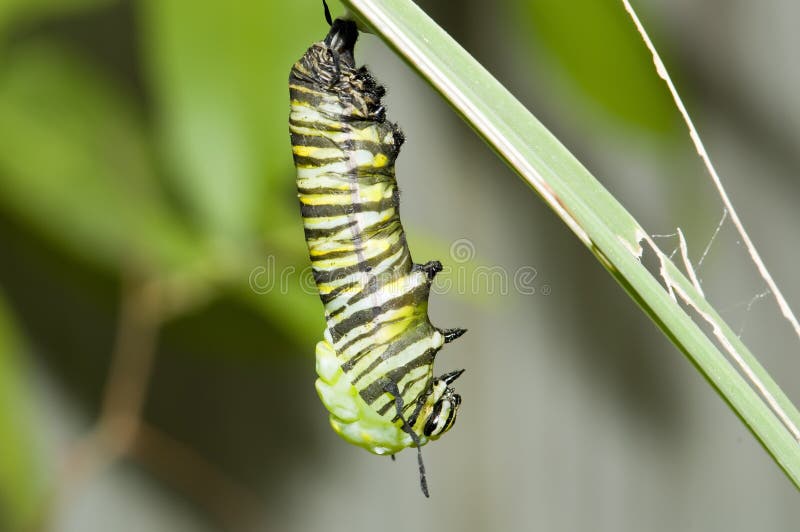Hanging Monarch Caterpillar Stock Photo - Image of insects, larva: 9221264