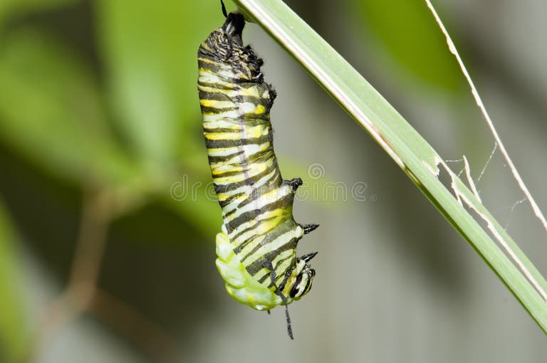 Hanging Monarch Caterpillar Stock Photo - Image of insects, larva: 9221264