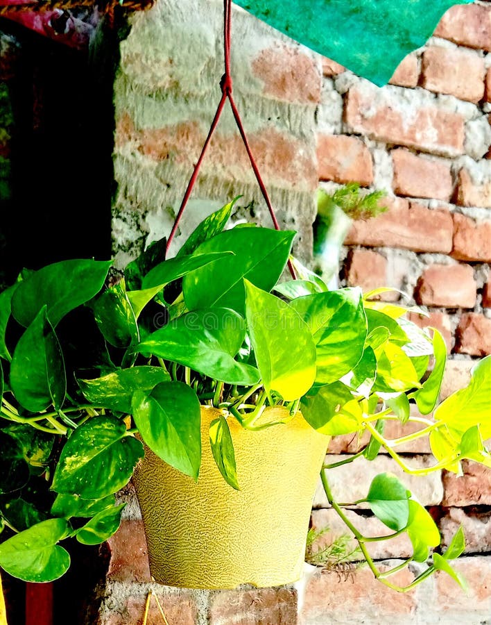 Hanging Money Plant a Beutifull Plant To Growth Your Money Also Stock ...
