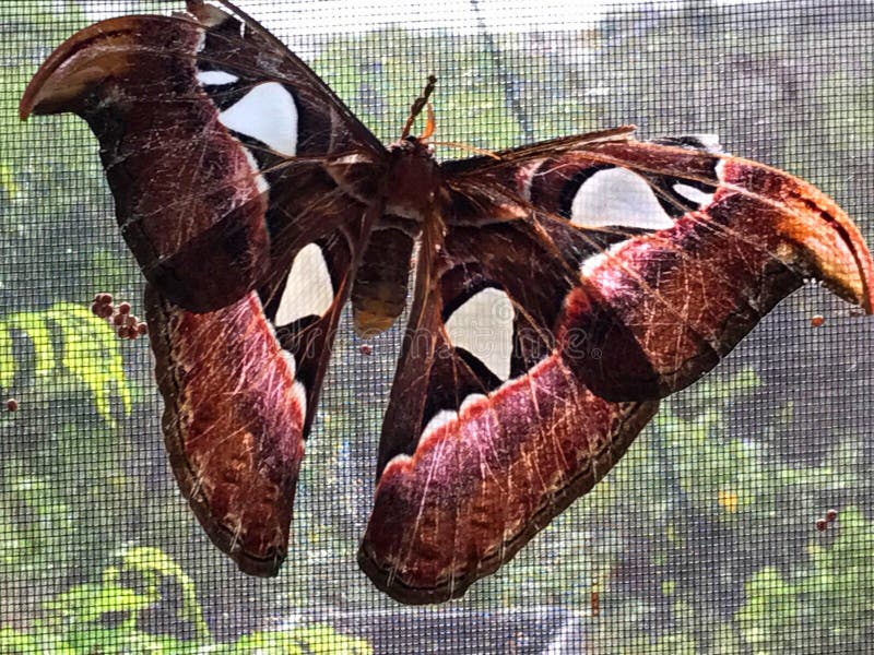 Hanging Moth stock photo. Image of warm, lines, whites - 92399520