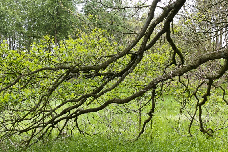 Hanging Oak Tree Branches from Northern Germany Stock Image - Image of ...