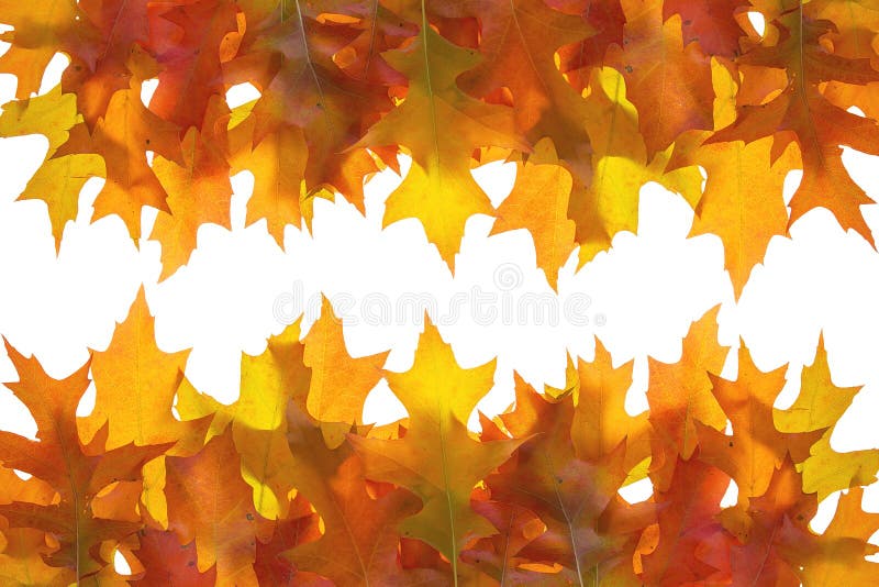 Hanging Oak Tree Leaves Border Stock Image - Image of yellow ...