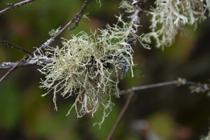 Hanging Old Man S Beard Moss Close Up Stock Photo - Image of ...