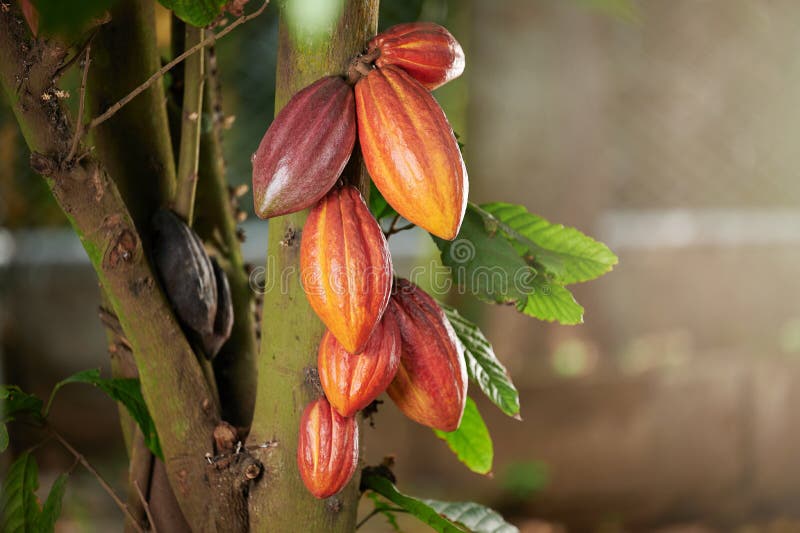 Hanging Orange Color Cocoa Pod Stock Photo - Image of closeup, brown ...