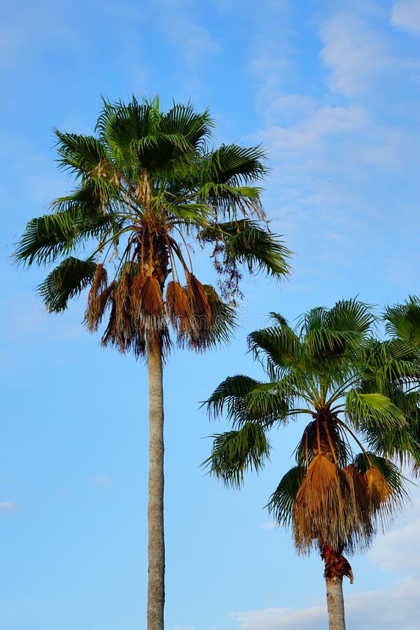 Hanging Orange Palm Tree Fruit Stock Photo - Image of arrow, flower ...