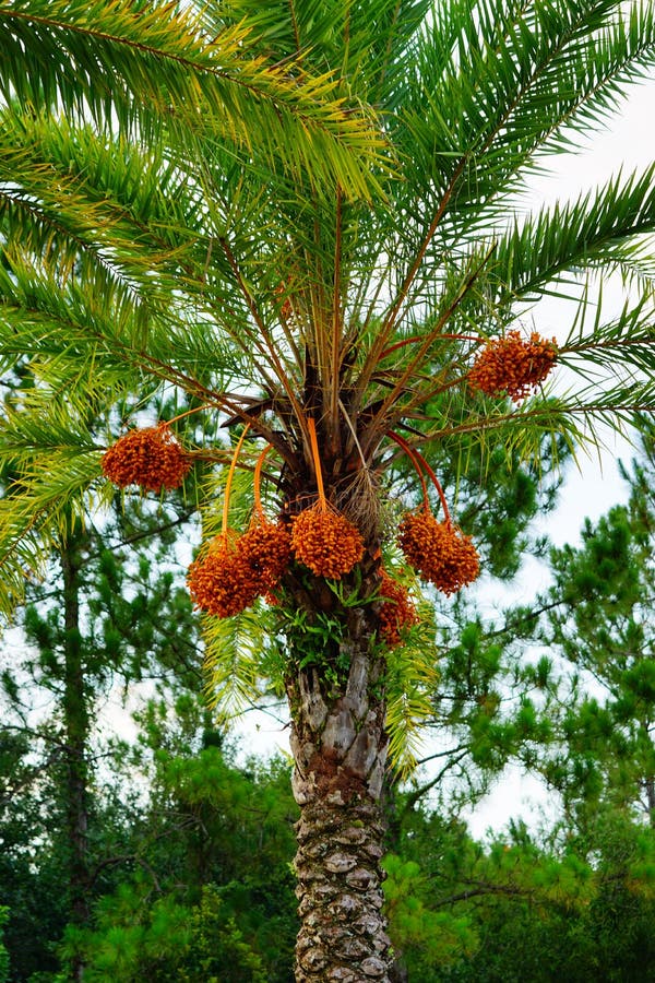 Hanging Orange Palm Tree Fruit Stock Image - Image of cloudy, close ...