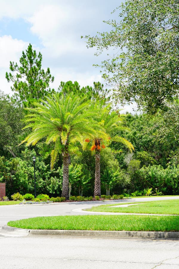 Hanging Orange Palm Tree Fruit Stock Image - Image of leaf, close ...