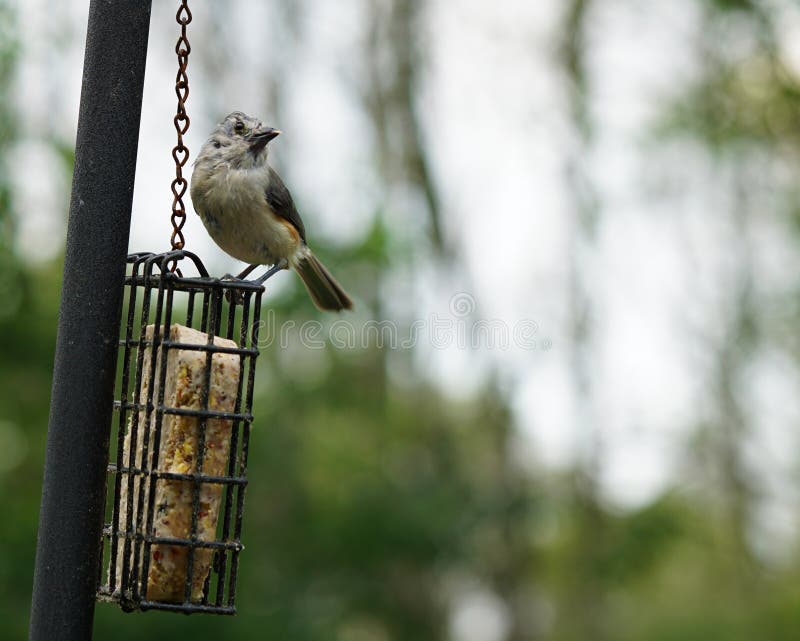 Female bird on feeder stock image. Image of nature, birdfeeder - 95364469