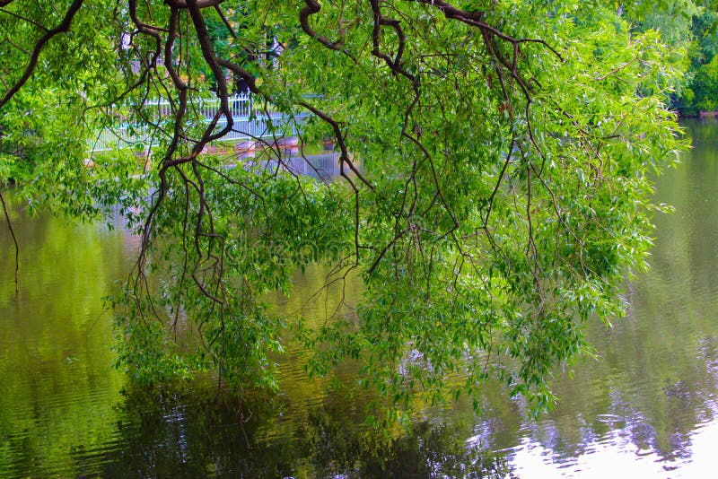 Hanging Over the Water Tree Branches in the Park Stock Image - Image of ...