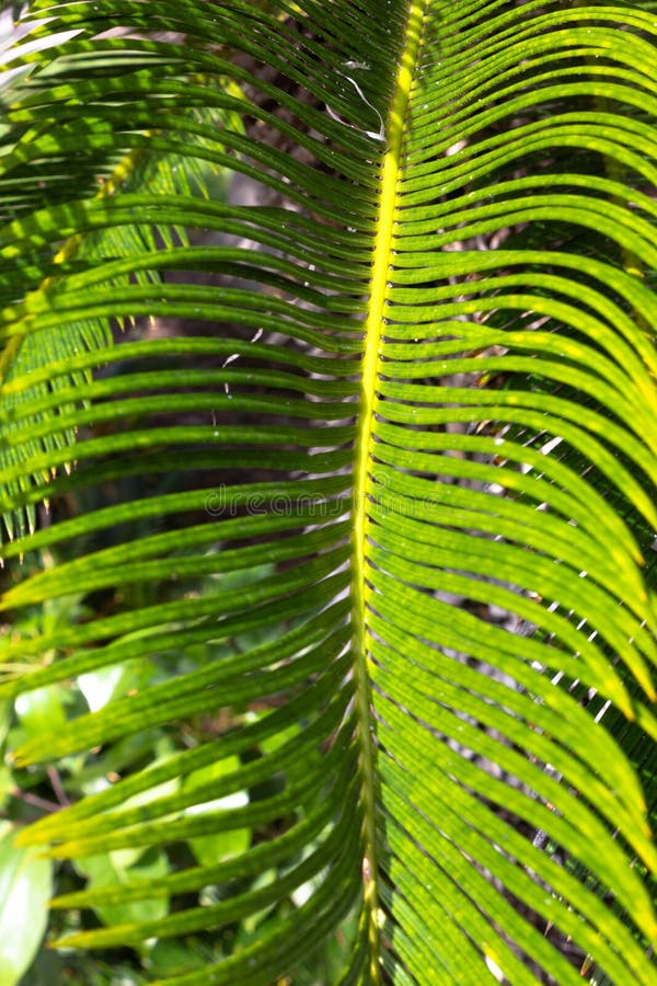 Hanging Palm Tree Frond stock photo. Image of palm, hanging - 141909682