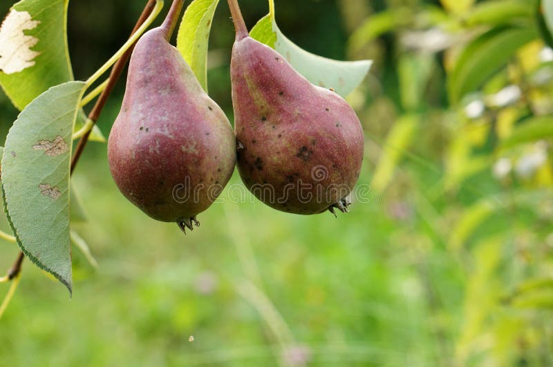 Hanging pears stock image. Image of juicy, fruit, leaves - 36697995