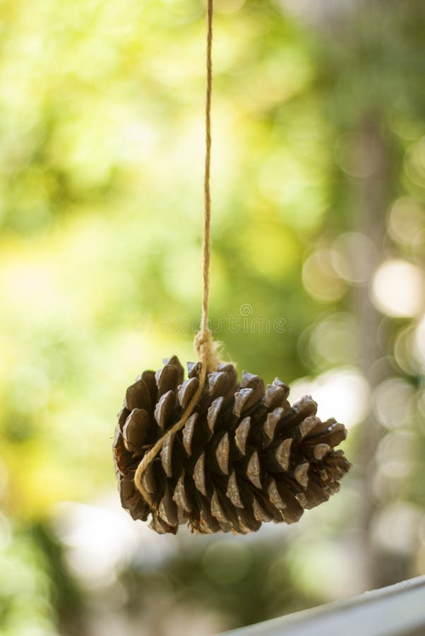 Hanging pine cone stock image. Image of forest, season - 126578893
