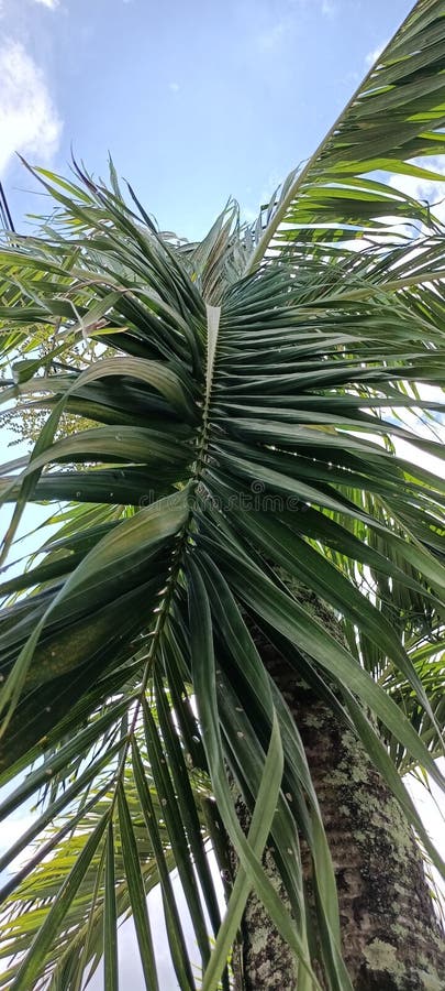 Hanging Pine Tree Leaves in the Shade Stock Photo - Image of hanging ...