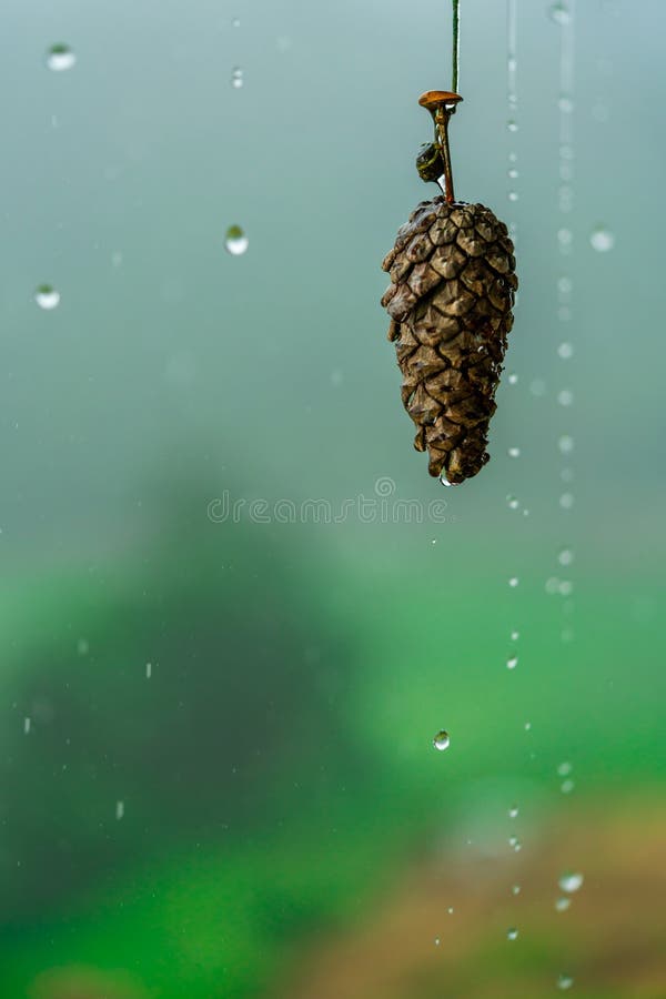 Hanging a Pine Tree Mobile stock photo. Image of natural - 123325262