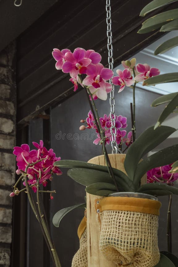 Hanging Pink Orchids stock photo. Image of selection - 382104212