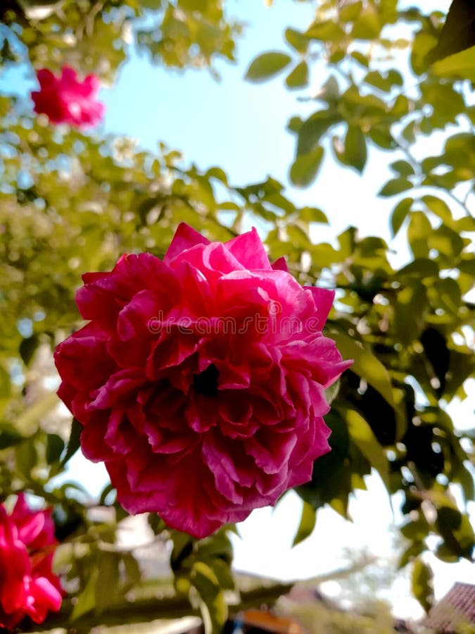 Hanging Roses Flowers with Light Shaded Colours on Display Stock Image ...