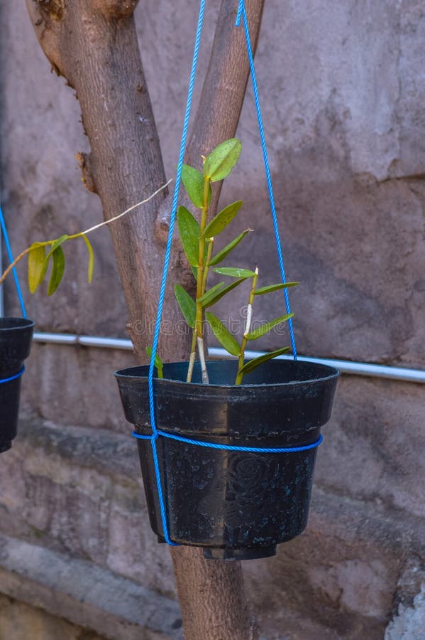 A Hanging Plant in a Black Pot with a Blue String Stock Photo - Image ...