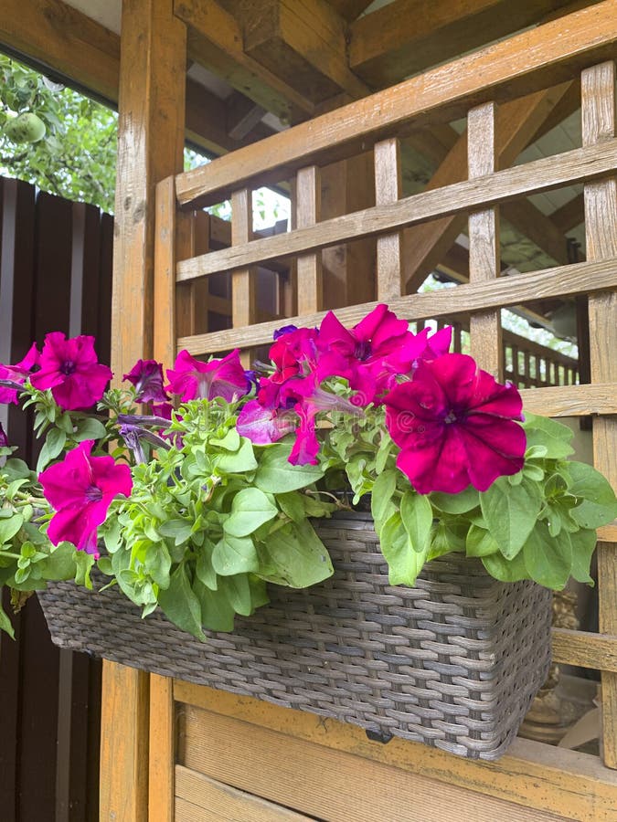 Hanging Planters with Different Flowers in Garden. Studio Photo Stock ...