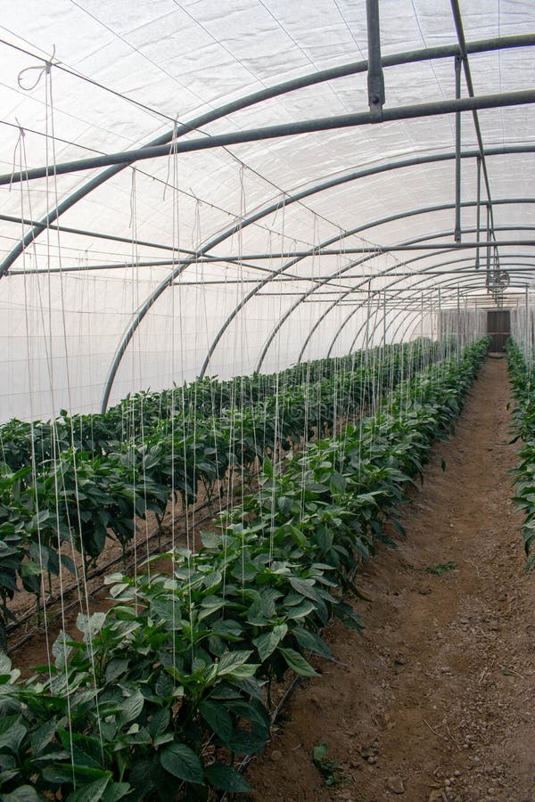 Hanging Plants Inside a Pot Stock Image - Image of agriculture, food ...