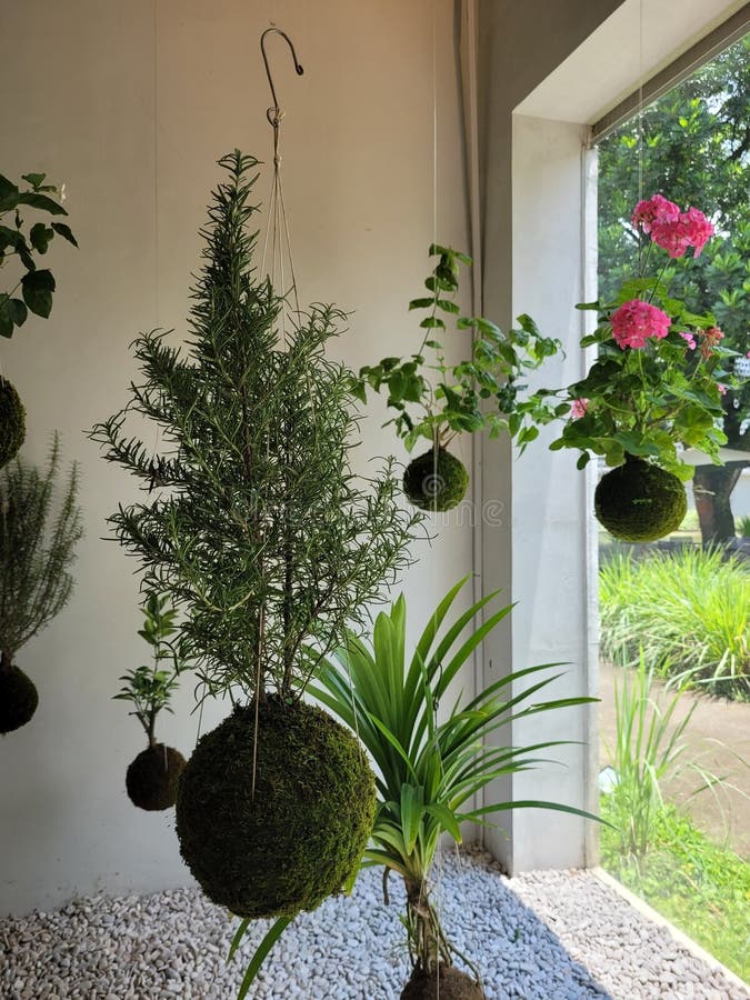 Kokedama and Kokodama, are Techniques for Planting Flowers or Plants by ...