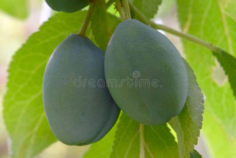 Blue Plum Duo Hangs in the Fruit Tree 05 Stock Image - Image of nature ...