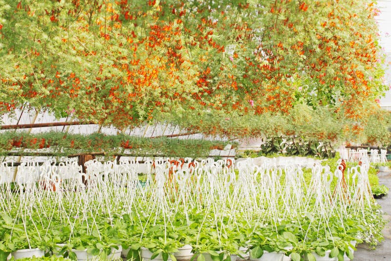 Hanging pot stock image. Image of culture, green, cultivated - 23125237