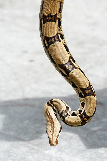 Hanging Python stock image. Image of pattern, dangerous - 10935465