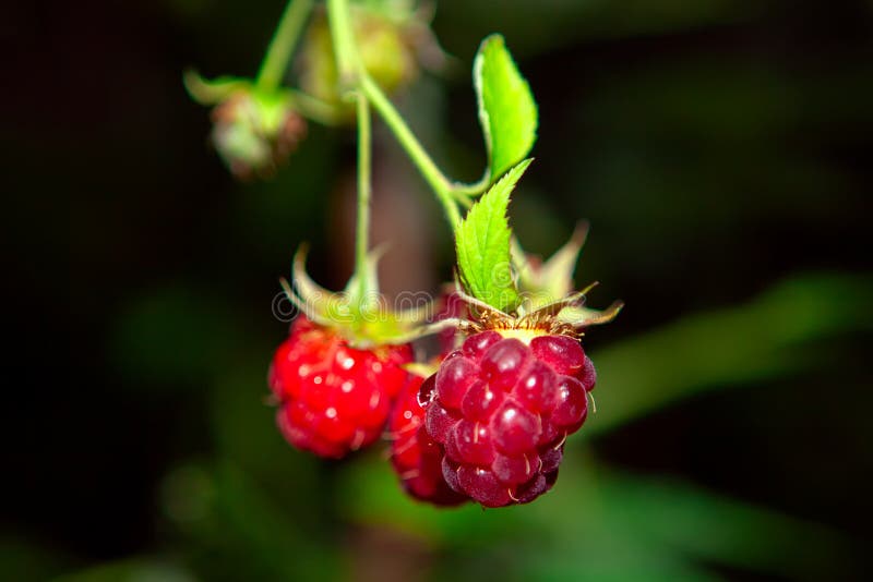Hanging raspberry stock image. Image of macro, agronomy - 190497909