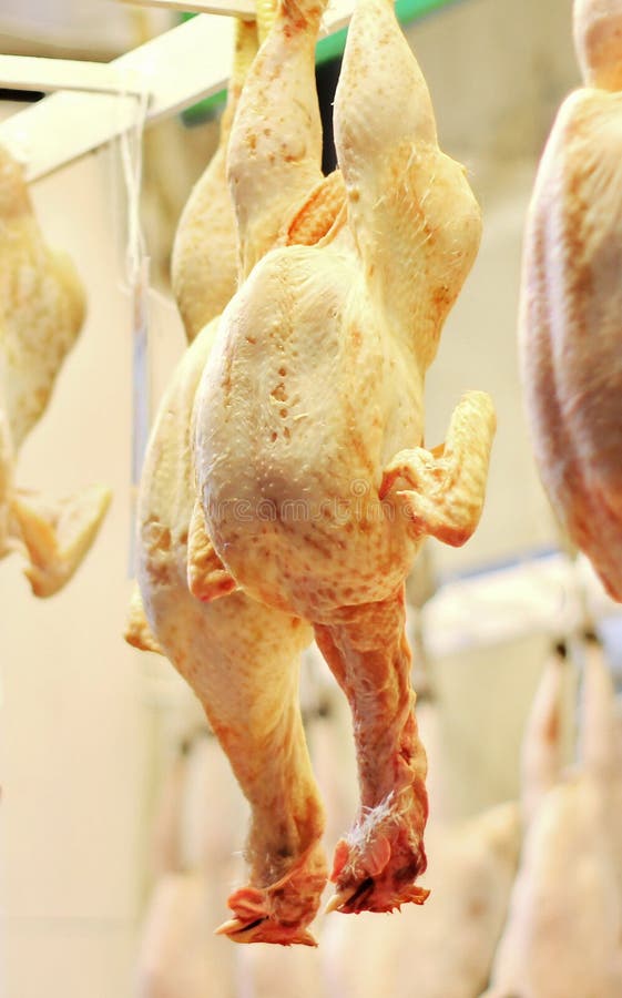 Hanging raw poultry stock image. Image of industrial - 17690283