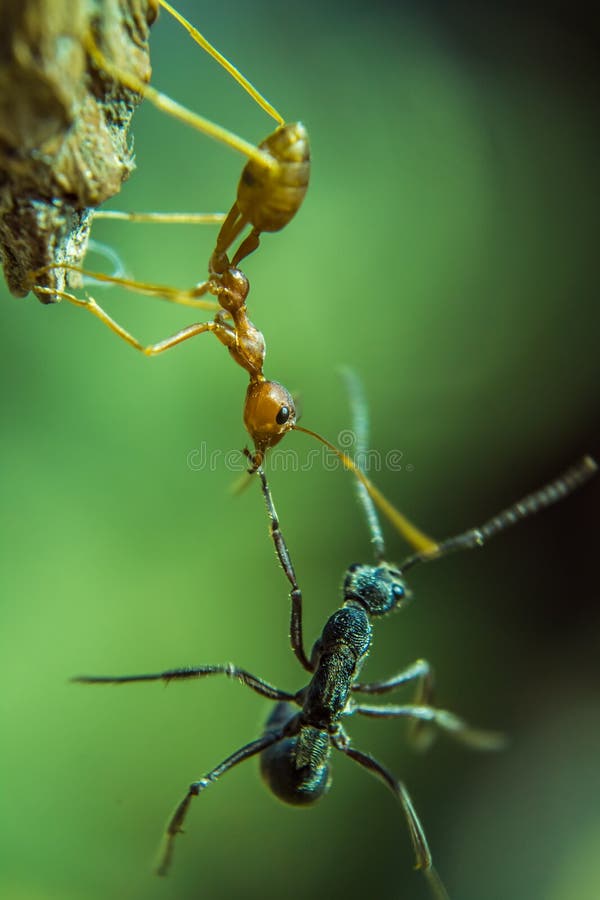 Hanging Red Ant is Fighting Black Ant Stock Photo - Image of insect ...