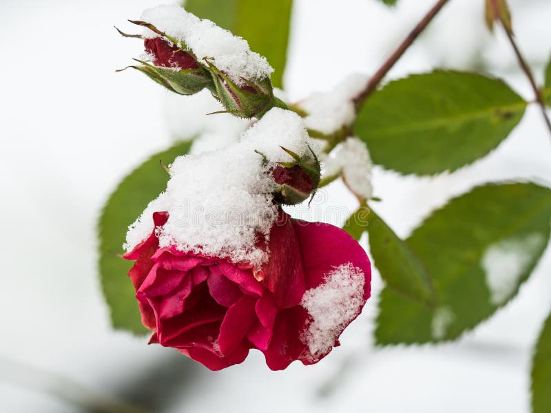 Red rose with snow stock image. Image of leaf, flower - 106219597