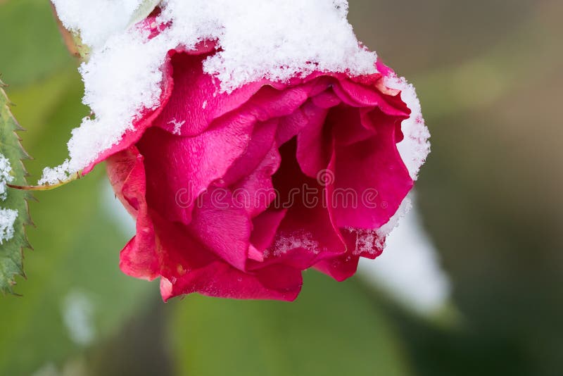 Red rose with snow stock photo. Image of snow, frost - 106671438