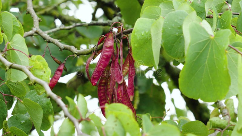 Hanging Red Seed Pods of Judas Tree. Stock Video - Video of judastree ...