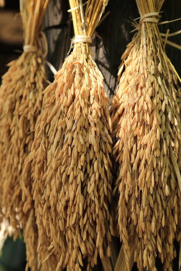 Rice in the Husks, Paddy, Unmilled Rice in Wicker Bamboo Basket ...