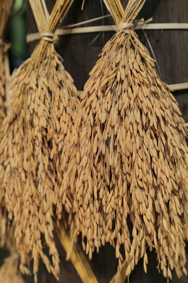 Rice in the Husks, Paddy, Unmilled Rice in Wicker Bamboo Basket ...