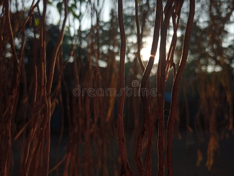 Hanging Root Crops and a Tree Stock Image - Image of leaf, natural ...