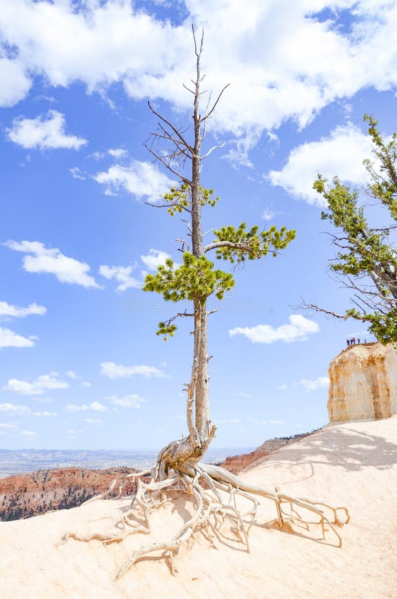 Hanging Root Tree at Bryce Canyon Stock Photo - Image of thors ...